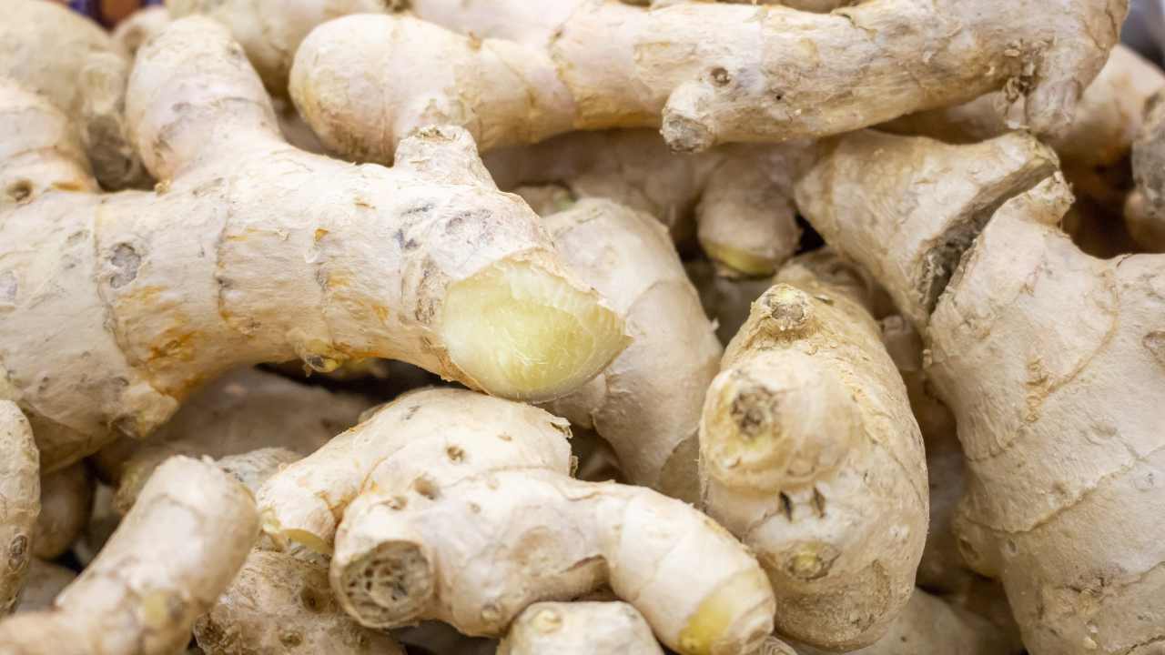 Rizoma, componente di alcune piante: cos'è