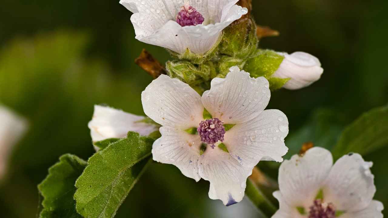 Altea, come coltivare la pianta lassativa