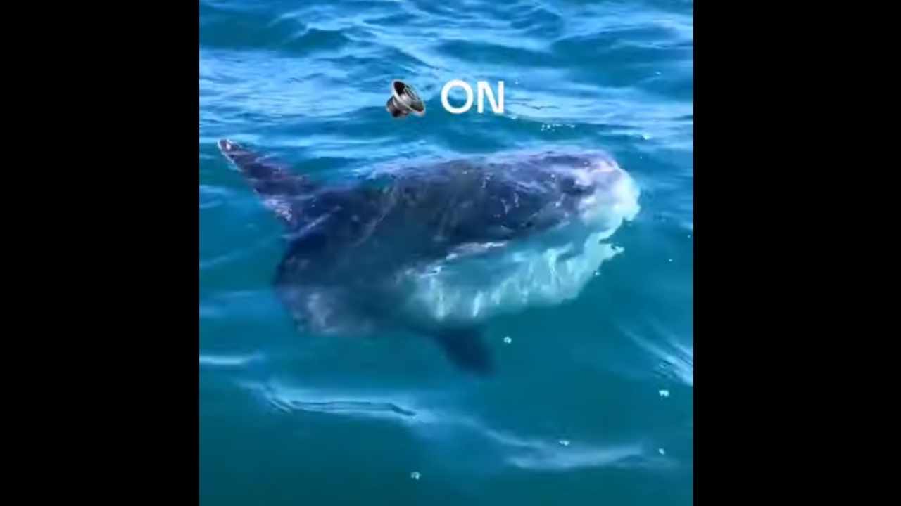 Squalo "a metà" o tartaruga: spettacolare avvistamento in Italia - VIDEO