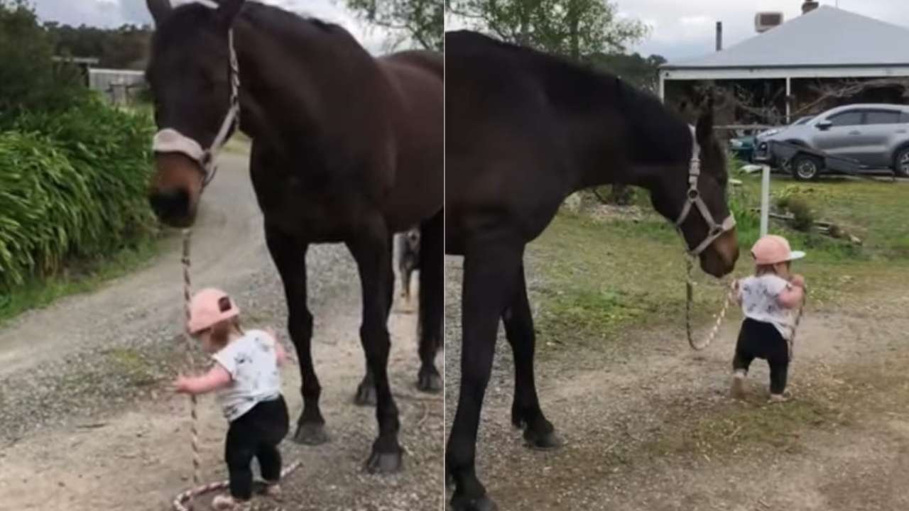 La bimba ha solo 15 mesi: quando afferra la corda del cavallo accade l ...