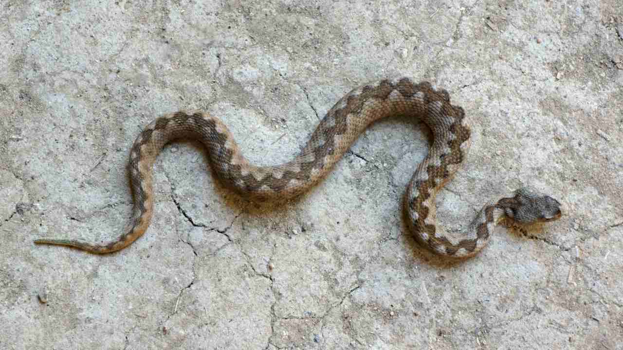 Vipera, se ne dovessi incontrare una ti spieghiamo tutto quello che ...