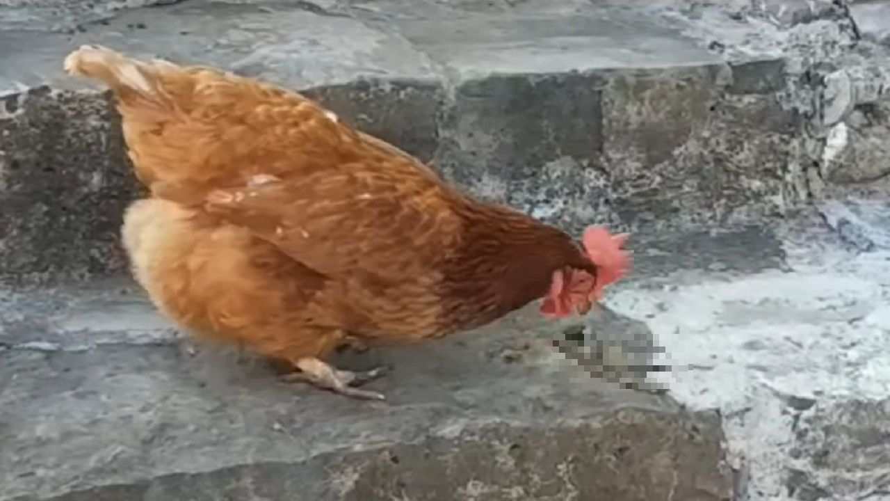Gallina lo ingoia intero: il VIDEO stupisce tutti . Una cosa cosi non ...