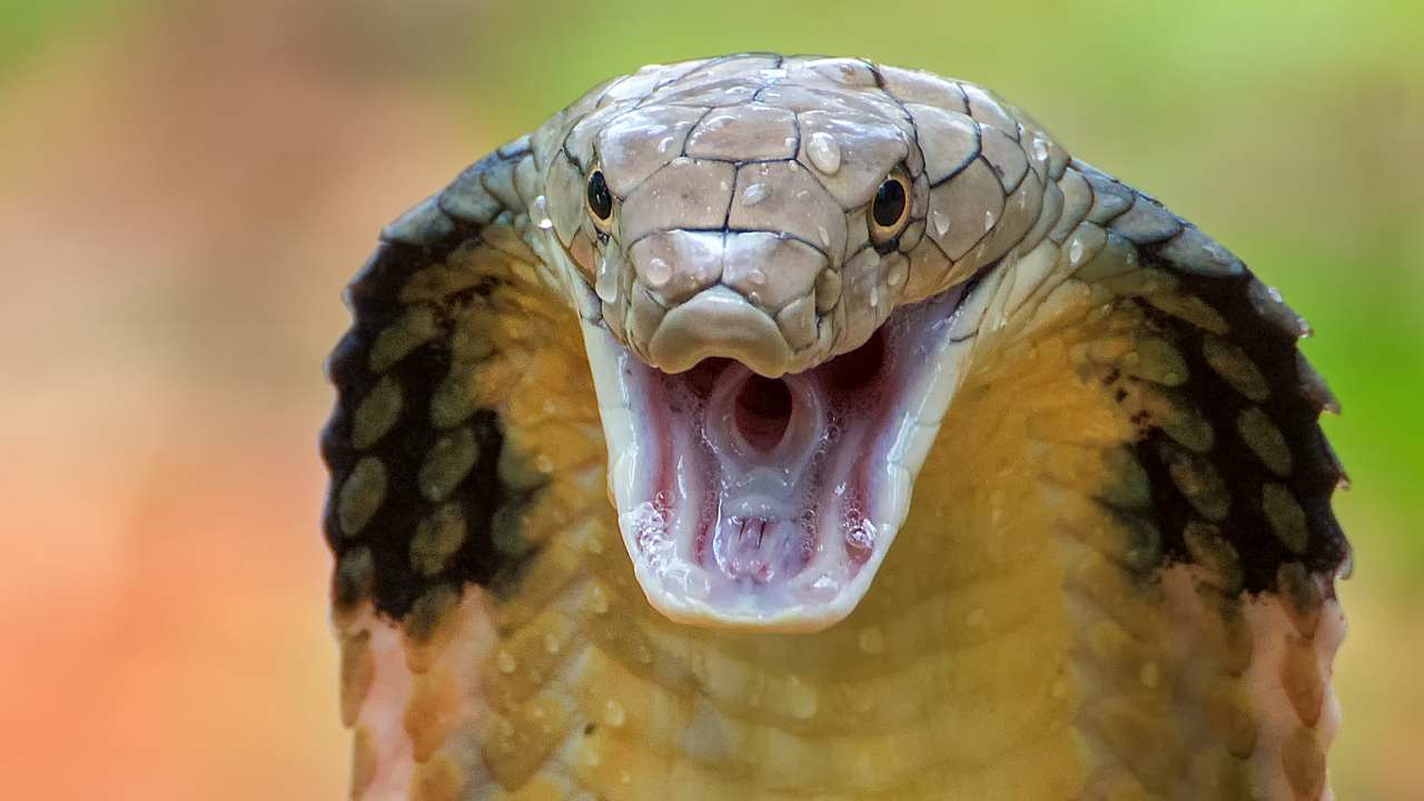 Cobra: caratteristiche, dove vive, dieta e curiosità