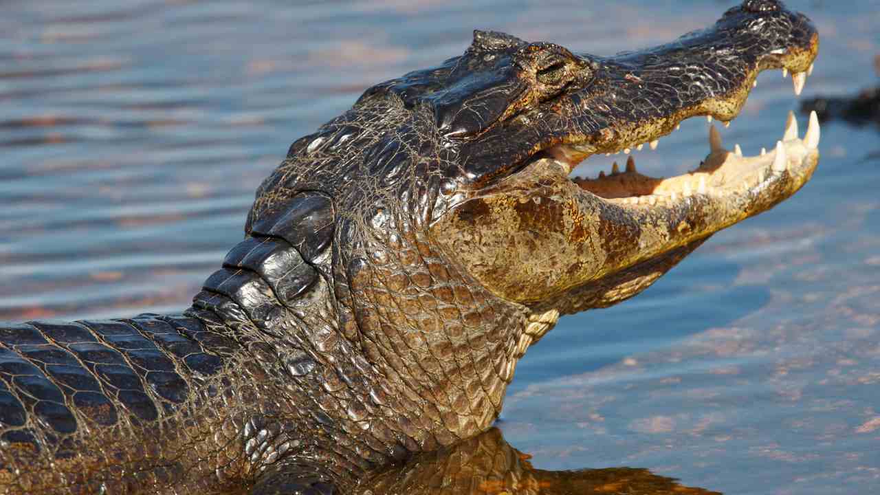 Caimano: dove vive, caratteristiche, curiosità e differenza con i ...