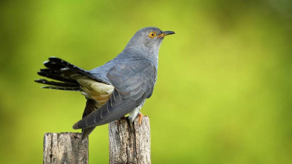 Cuculo: curiosità e caratteristiche dell'uccello "più solo" del pianeta