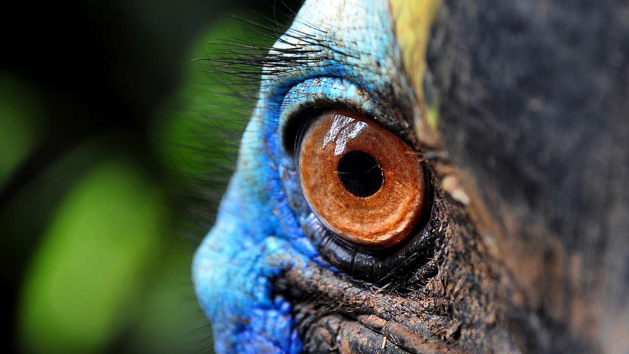 Casuario: caratteristiche, dove vive e dieta di uno tra gli animali più ...