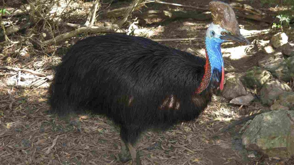 Casuario: caratteristiche, dove vive e dieta di uno tra gli animali più ...