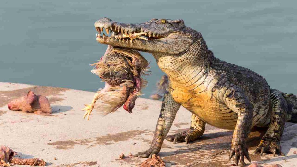 Coccodrillo: caratteristiche, dove vive, dieta e curiosità