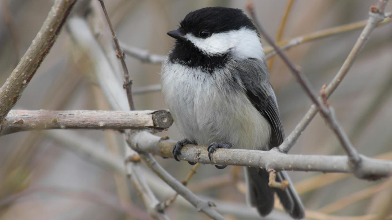 Capinera, caratteristiche e curiosità di una delle "voci" più dolci in ...