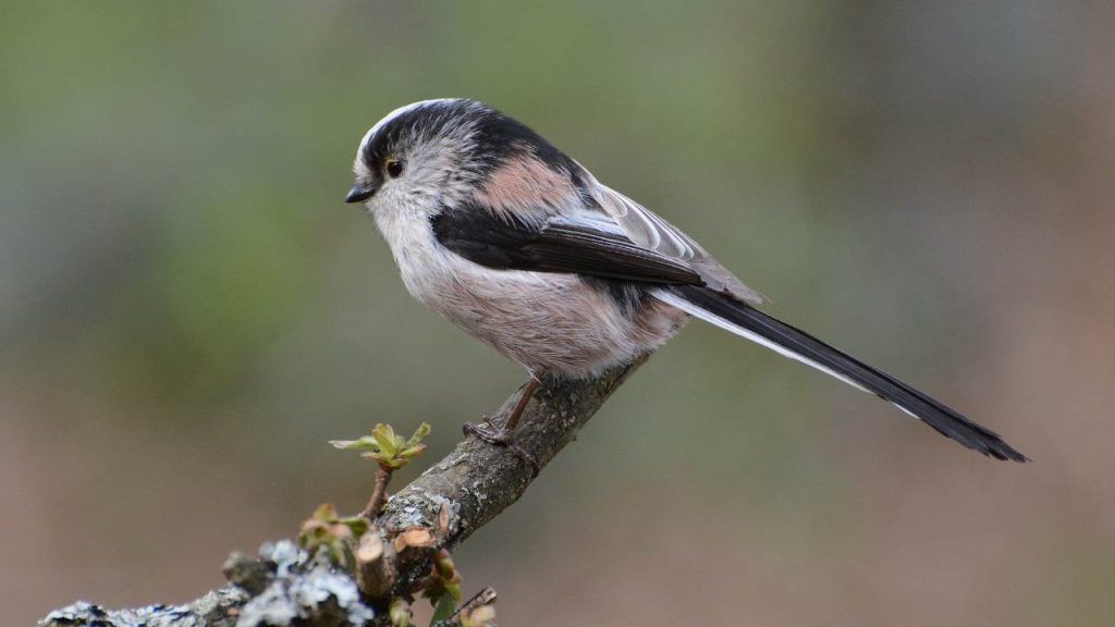 Codibugnolo: dove vive, dieta e curiosità dell'uccello dalla lunga coda