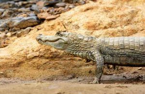 Caimano: dove vive, caratteristiche, curiosità e differenza con i ...
