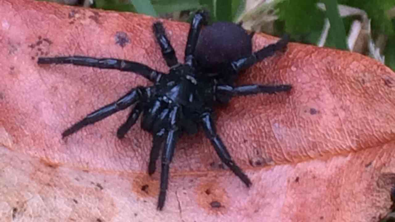 Il ragno più letale al mondo non è la vedova nera: come sopravvivere al ...