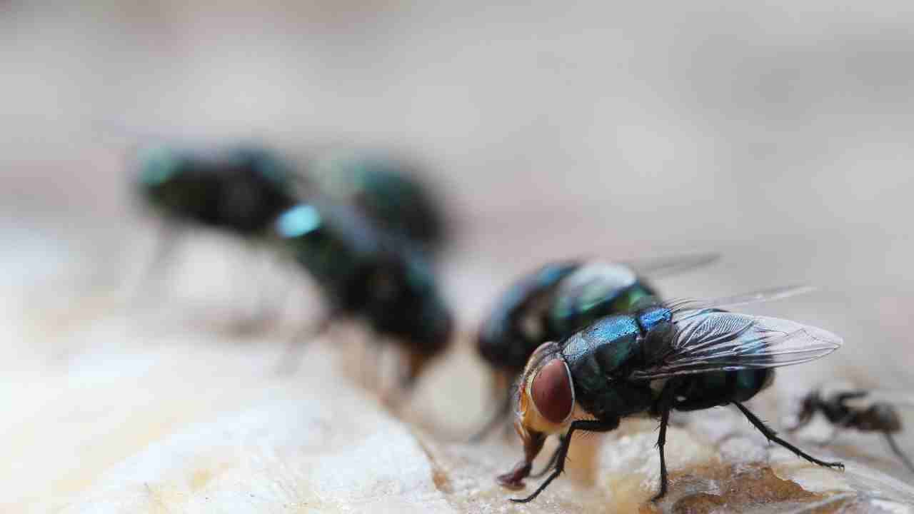 Mosche: c'è un colore che preferiscono agli altri, evitalo e non si ...