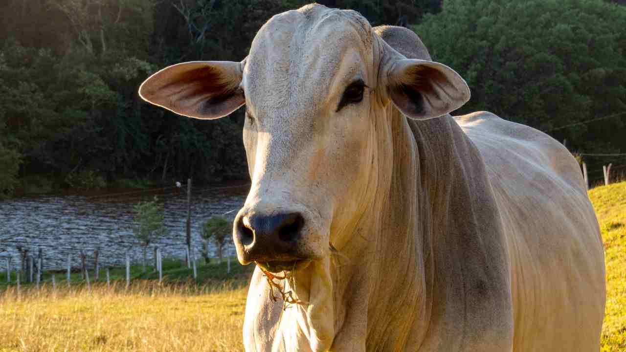 La mucca che vale più di 4 milioni di euro: scopri perché