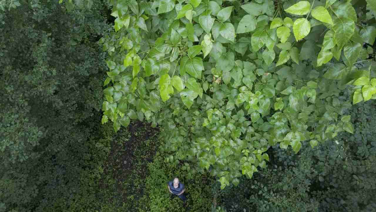 Nel suo giardino, la più grande al mondo: ha battuto il record, mai visto nulla di simile