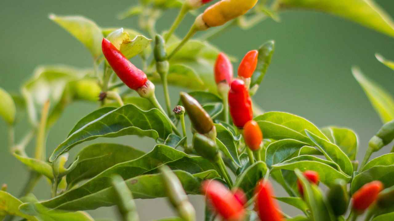 Coltiva i peperoncini in bottiglie di plastica: la MINI GUIDA