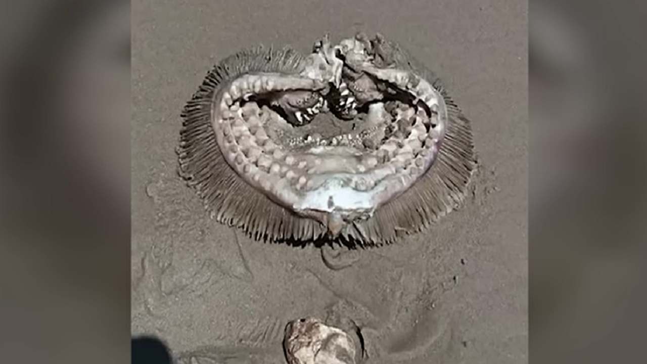 Scoperta strano animale marino: identificata la creatura