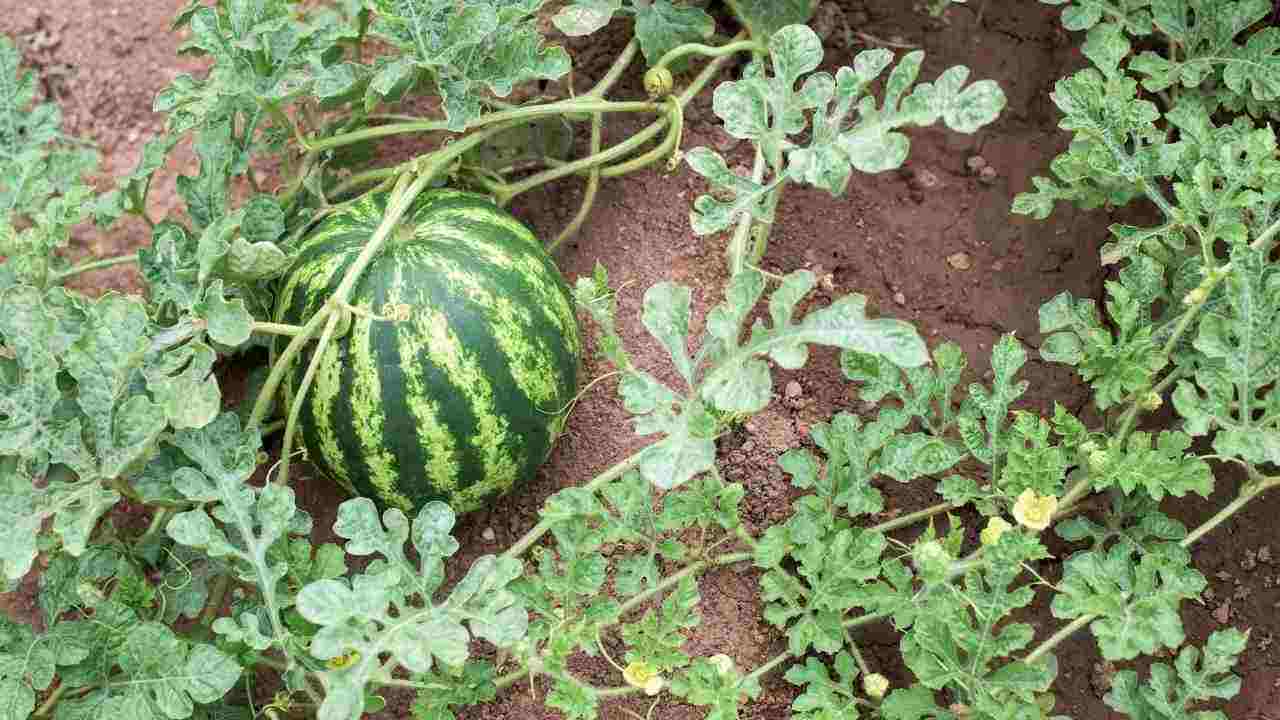 Meloni ed angurie: come coltivarli (trattandoli naturalmente) in modo ...