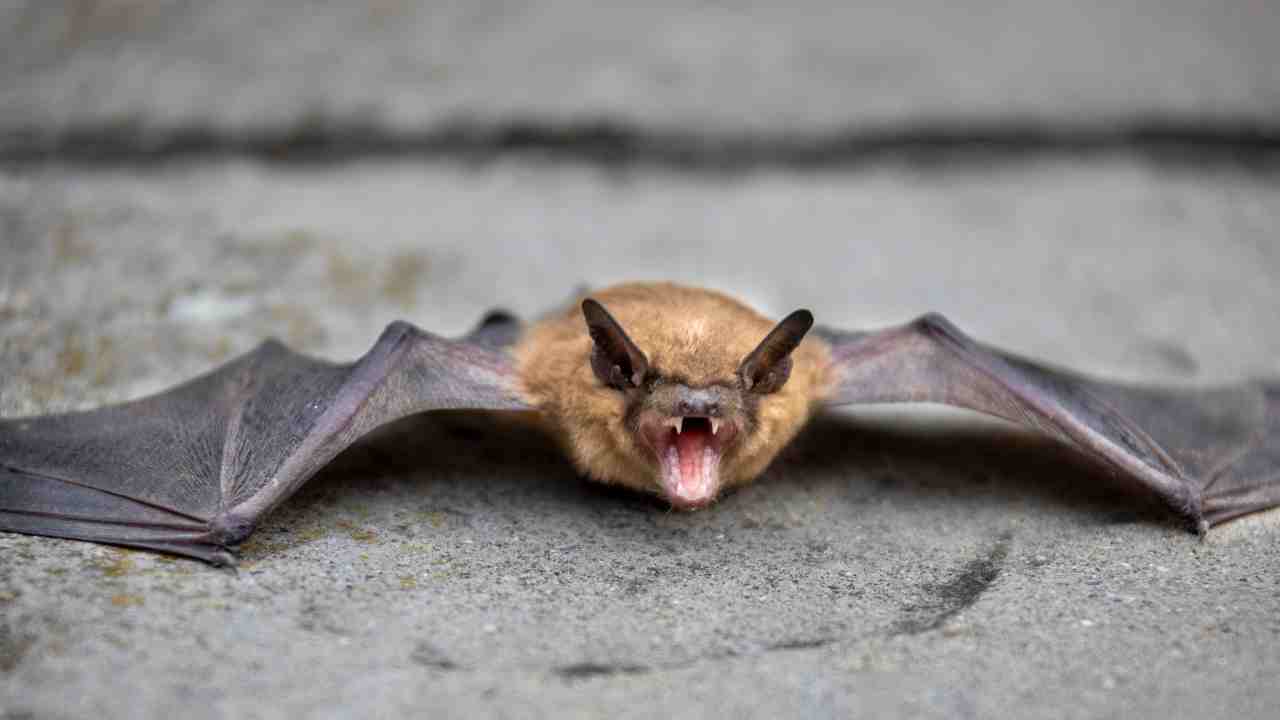 Pipistrello, se ne trovi uno a terra ti spieghiamo come comportarti