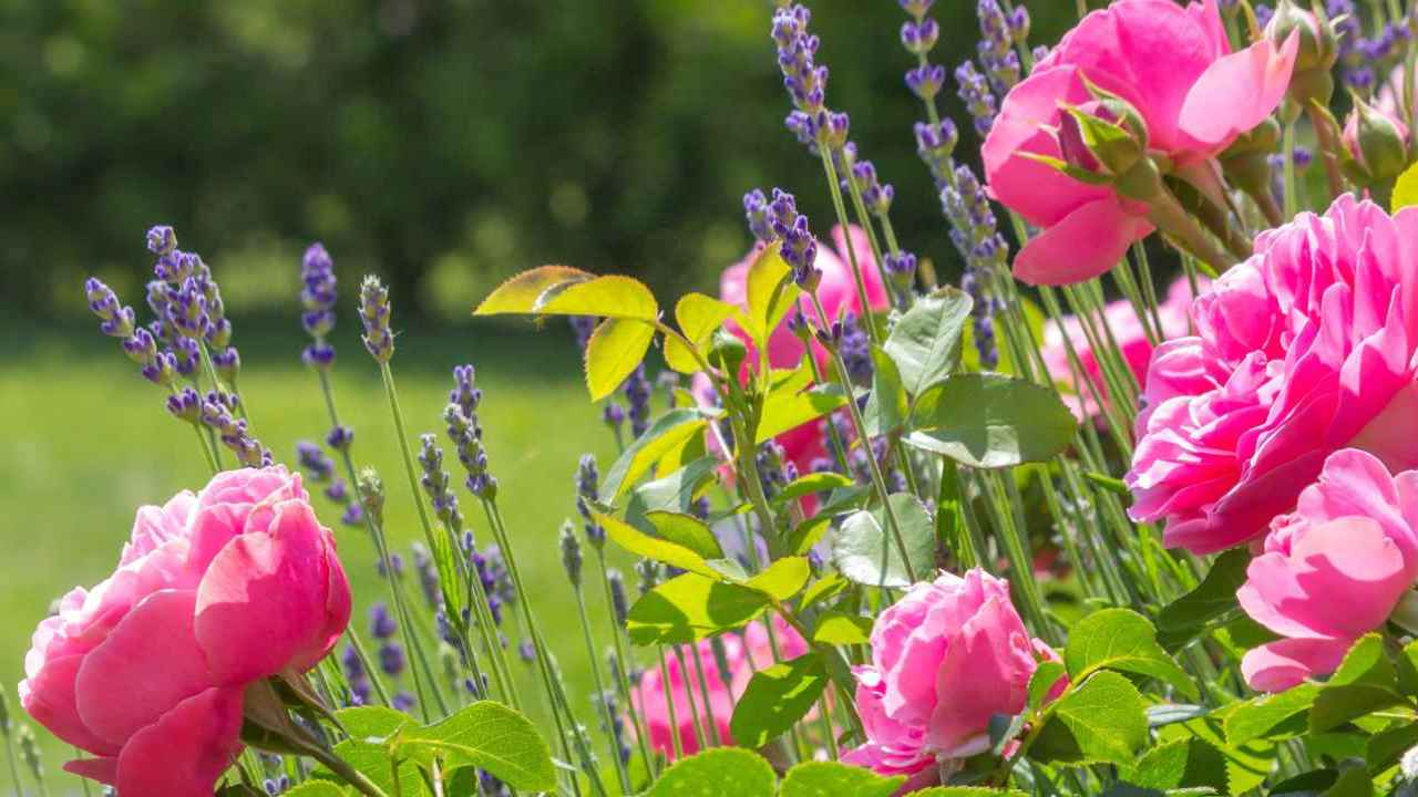 Rose e caldo: i problemi che potrebbe presentare