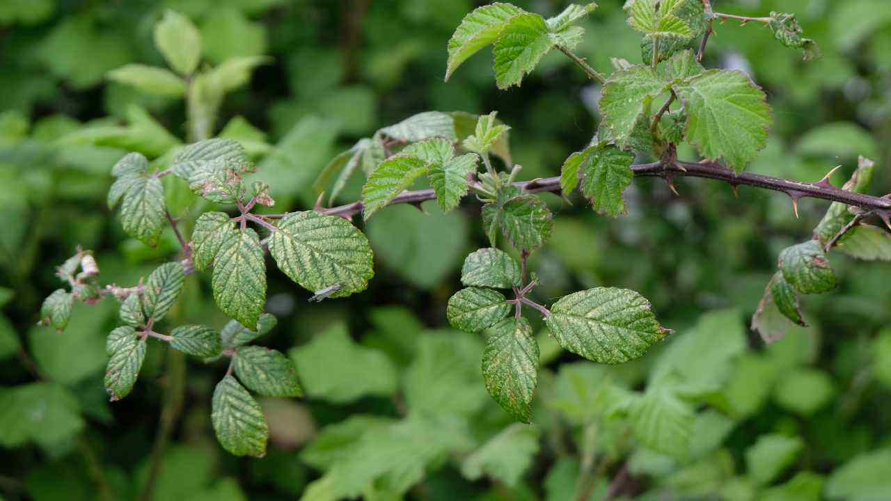 Rovo le sue caratteristiche e come contenerlo