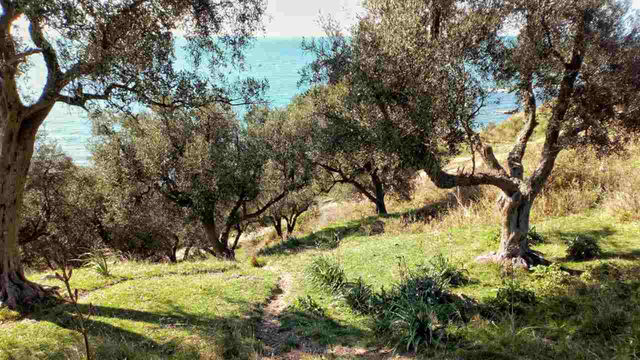 Gli ulivi sono sotto attacco: cosa accade in Puglia