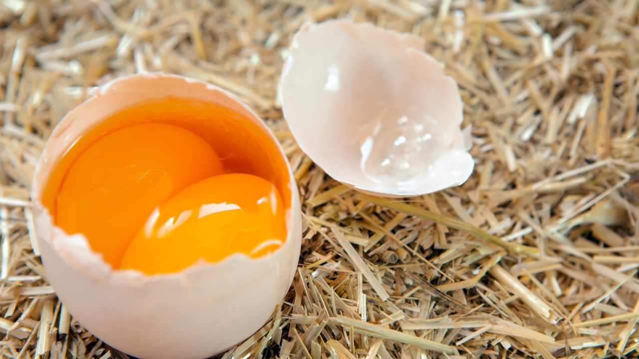 Uova, ti è mai capitato di trovare due tuorli all'interno? Ti ...