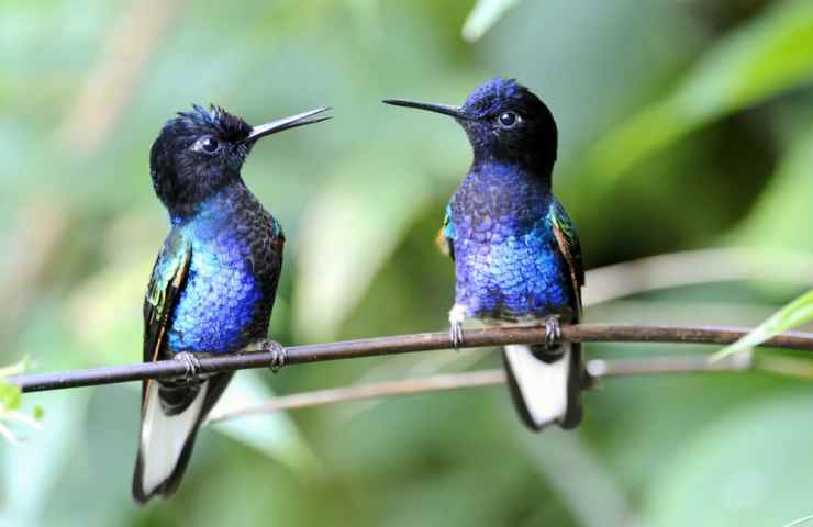 Colibrì: curiosità, caratteristiche e particolarità dell'uccello più ...