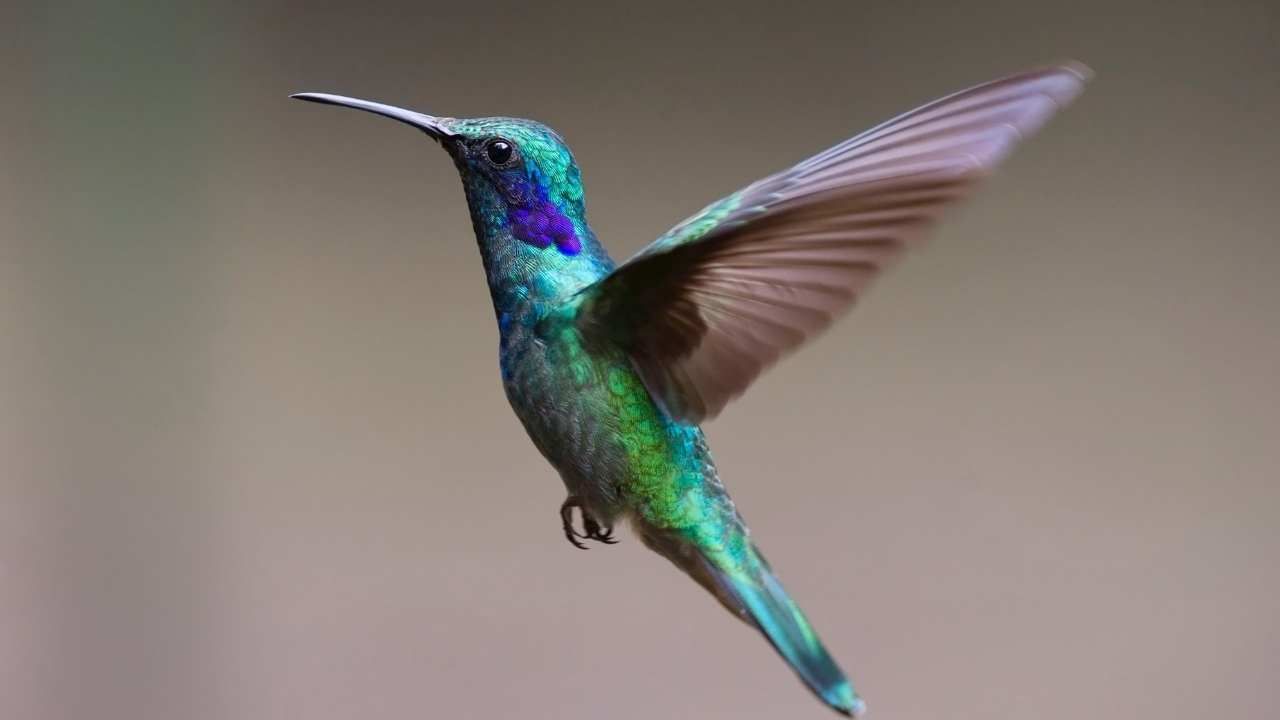 Colibrì: curiosità, caratteristiche e particolarità dell'uccello più ...