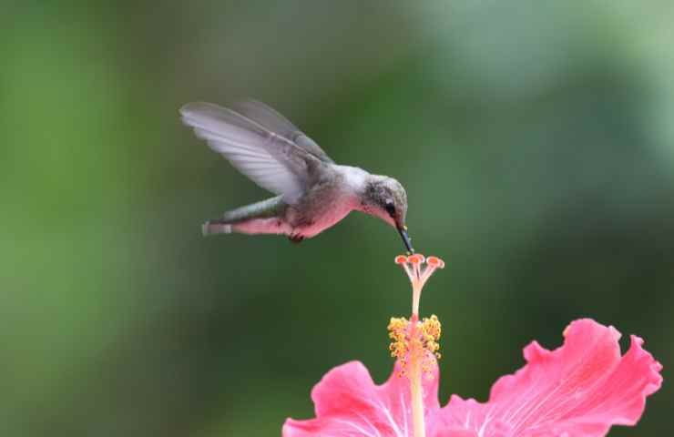 Colibrì: curiosità, caratteristiche e particolarità dell'uccello più ...
