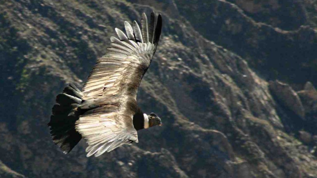 Condor: caratteristiche, cosa mangia, curiosità e differenze con gli ...