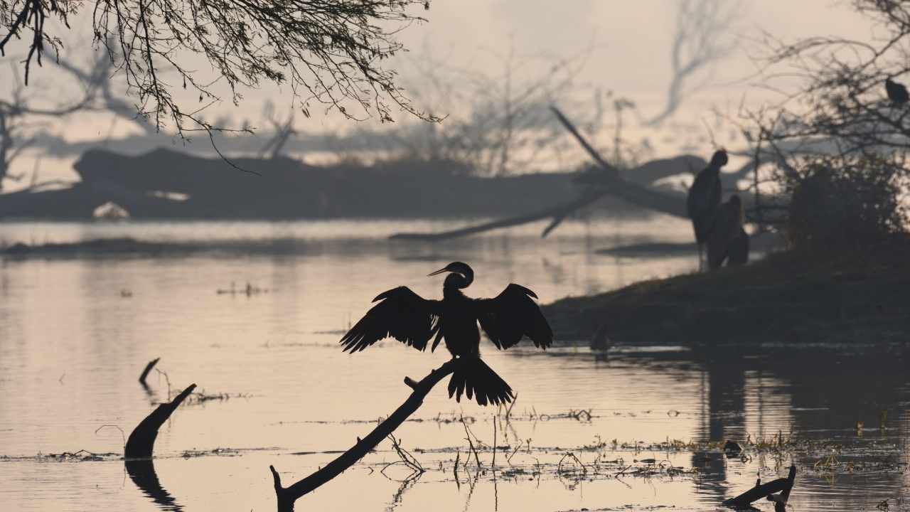 Cormorano: dove vive, cosa mangia e caratteristiche