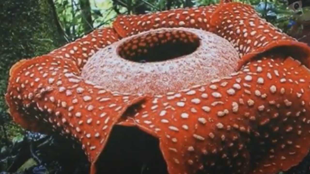 E' tra le piante con i fiori più grandi al mondo: dove vive
