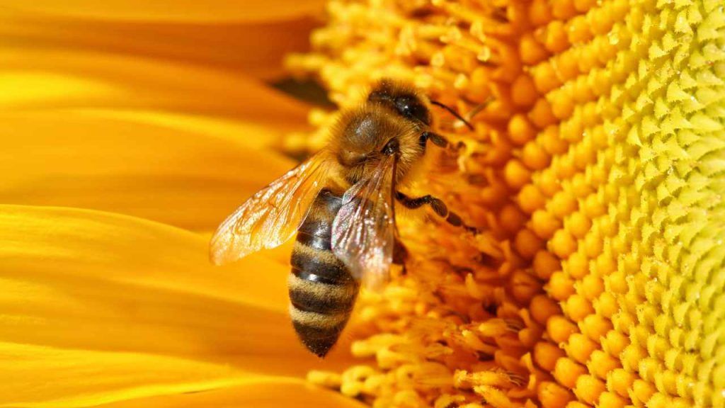 Peste delle api: non è pericolosa per l'uomo ma per gli insetti sì