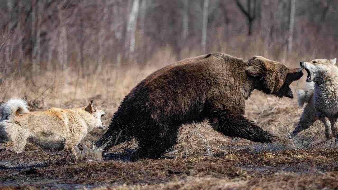Viene attaccato da un enorme orso: a salvarlo un branco di lupi che ...