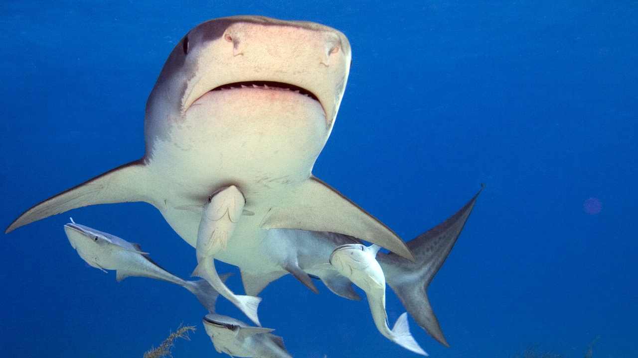 Squali: le motivazioni dietro il grande numero di avvistamenti in Italia