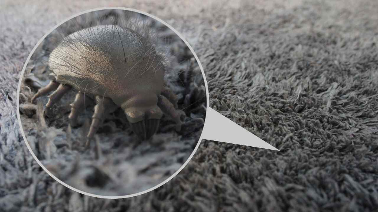 Acari nel materasso: scopri così se ci sono e eliminali per sempre