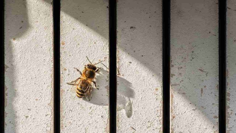 Nidi delle api solitarie: come crearli a casa vostra