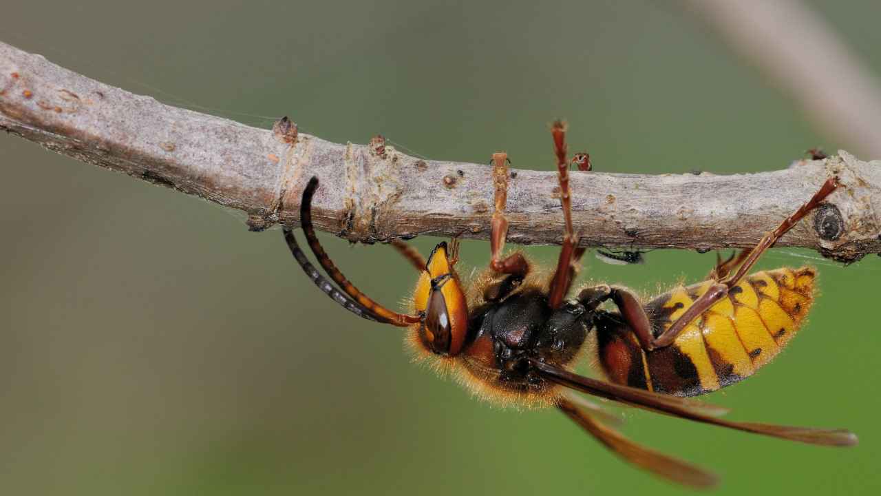 Punto da un calabrone: muore bambino di 9 anni