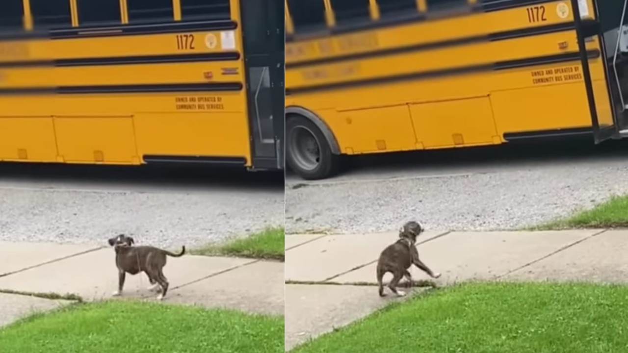 Il cucciolo è eccitato per l'arrivo del bus: non immagina chi vedrà al suo arrivo - VIDEO