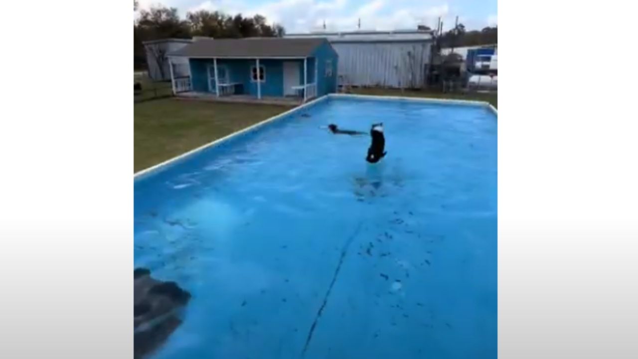 Sentono il loro nome e a tutta velocità si gettano nella piscina - l ...