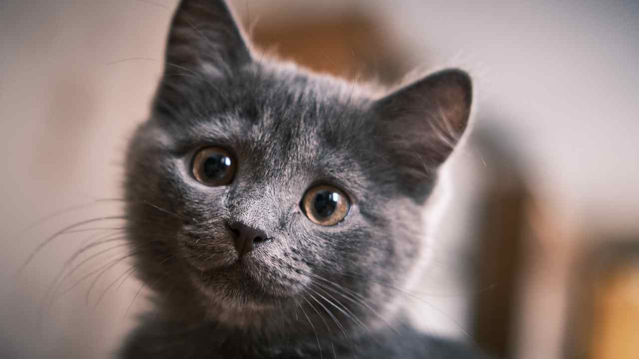 World Cat Day, la giornata internazionale del gatto: perché si festeggia
