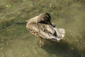 Codone: le caratteristiche dell'uccello della famiglia dell'anatra