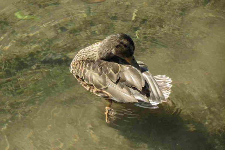 Codone: le caratteristiche dell'uccello della famiglia dell'anatra