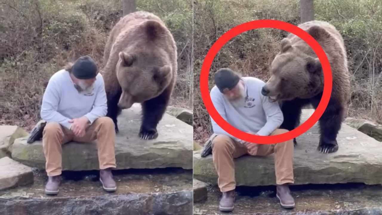 L'orso vuole mangiare ad ogni costo: nel VIDEO la scena impressionante