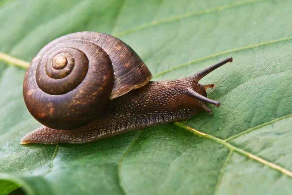 Chiocciola: simbologia e differenza con la lumaca