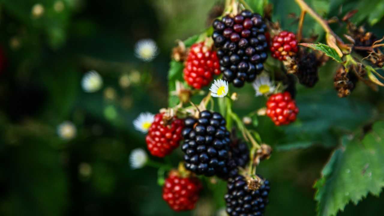 More, perché fa bene mangiarle