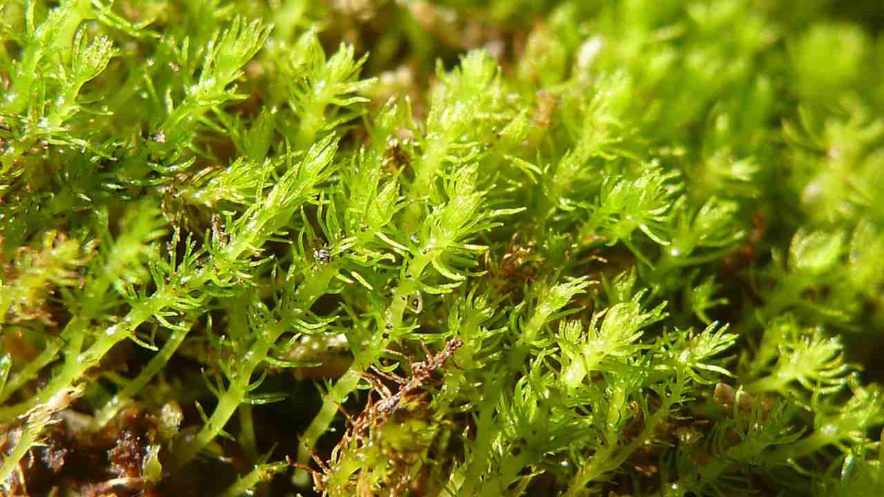 È il muschio più antico al mondo ed è a rischio