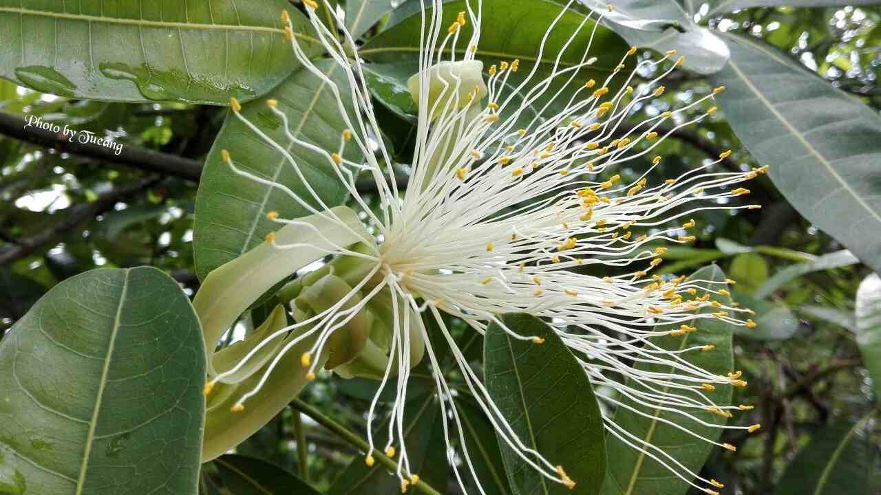 Bombaco: come moltiplicare la pianta per semina o talea