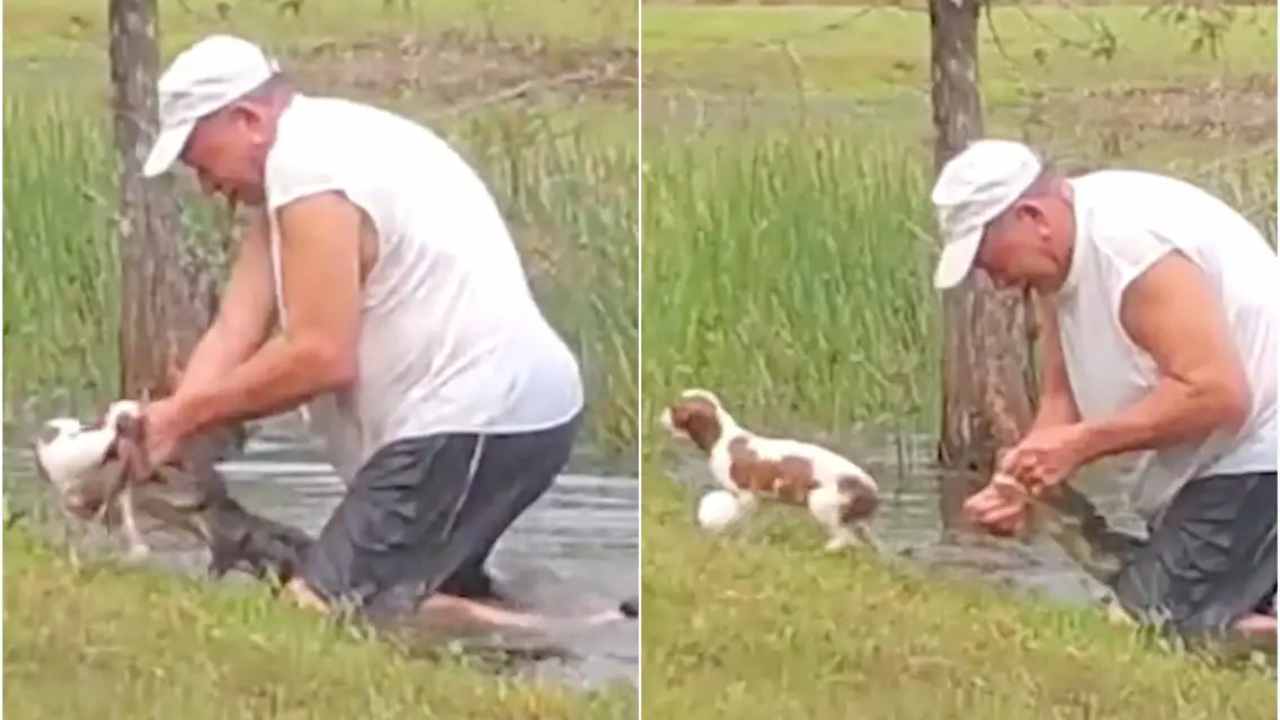Il cucciolo è preda dell'alligatore: il suo proprietario si trasforma in eroe - VIDEO